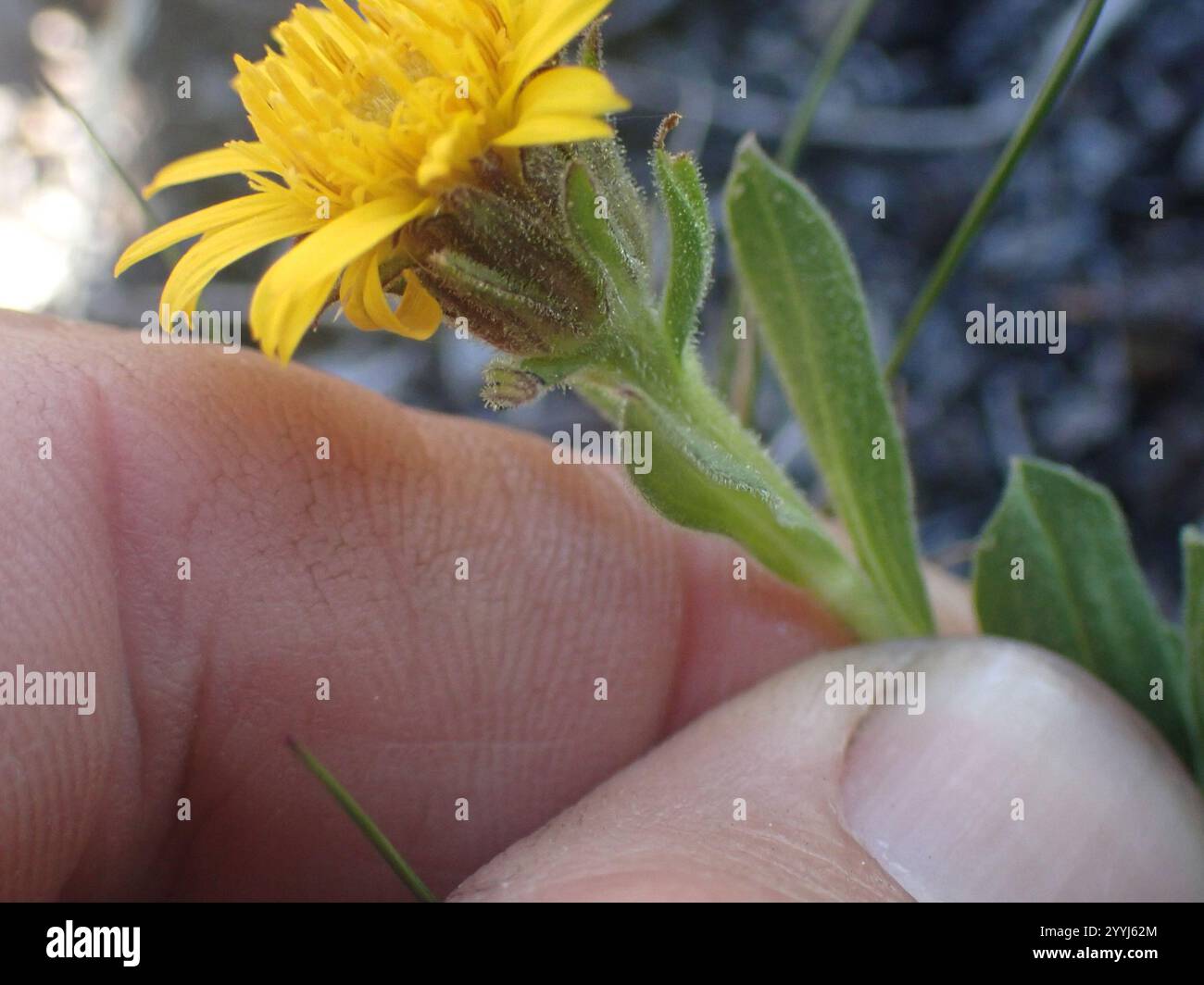 Desert Yellow Fleabane (Erigeron linearis Stock Photo - Alamy