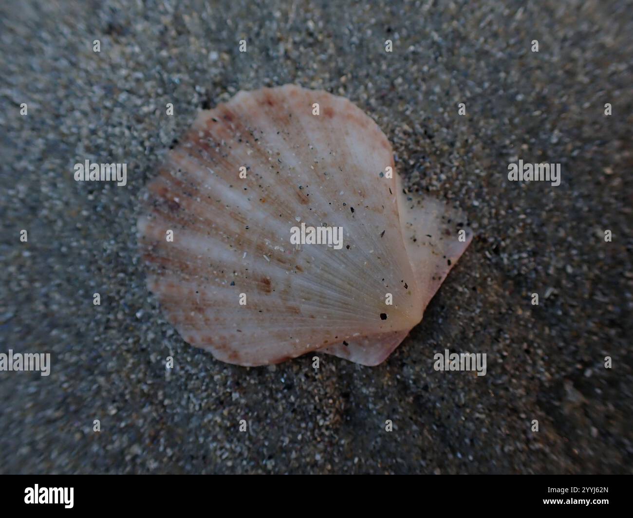 Giant Rock Scallop (Crassadoma gigantea Stock Photo - Alamy