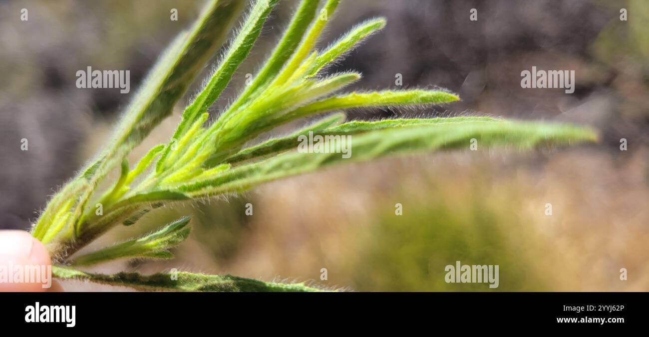 Stinkwort (Dittrichia graveolens Stock Photo - Alamy