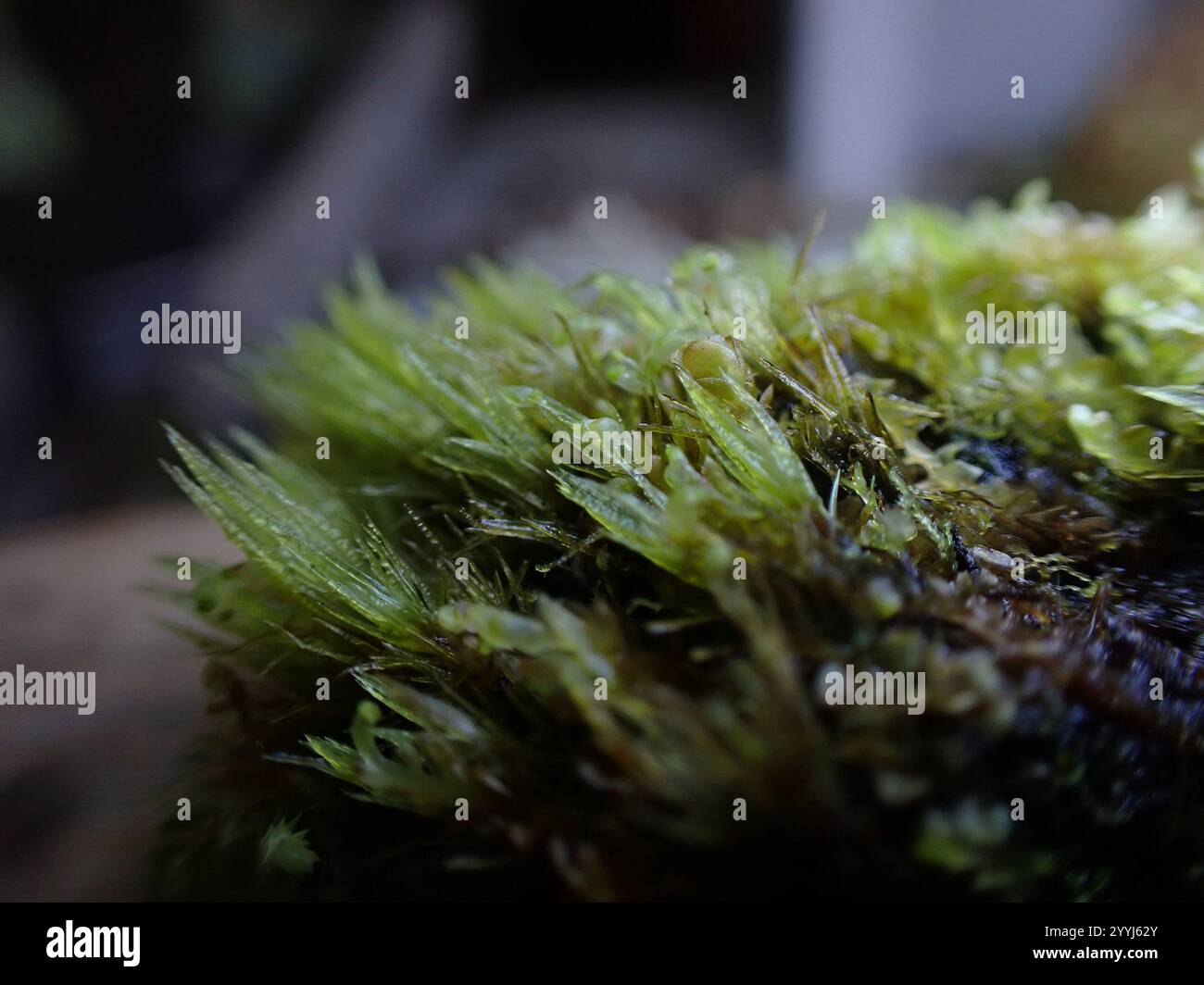 Bog Broom Moss (Dicranum undulatum Stock Photo - Alamy