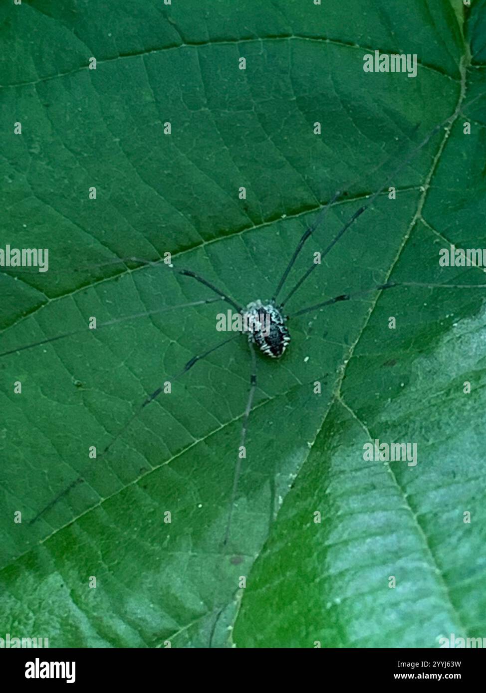 Eastern Harvestman (Leiobunum vittatum Stock Photo - Alamy