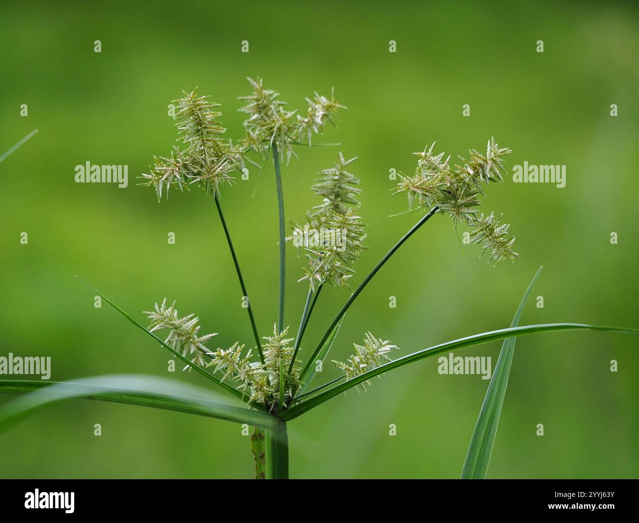 Cyperus pilosus hi-res stock photography and images - Alamy