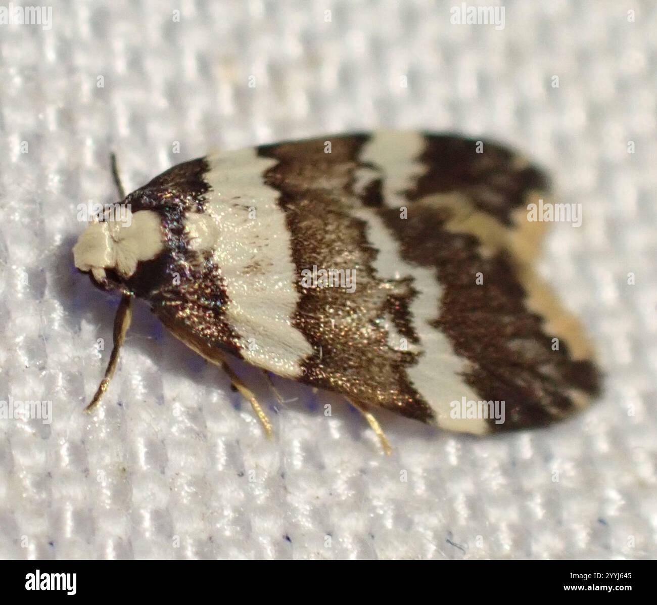 Bird Dropping Lichen Moth (Halone sejuncta Stock Photo - Alamy
