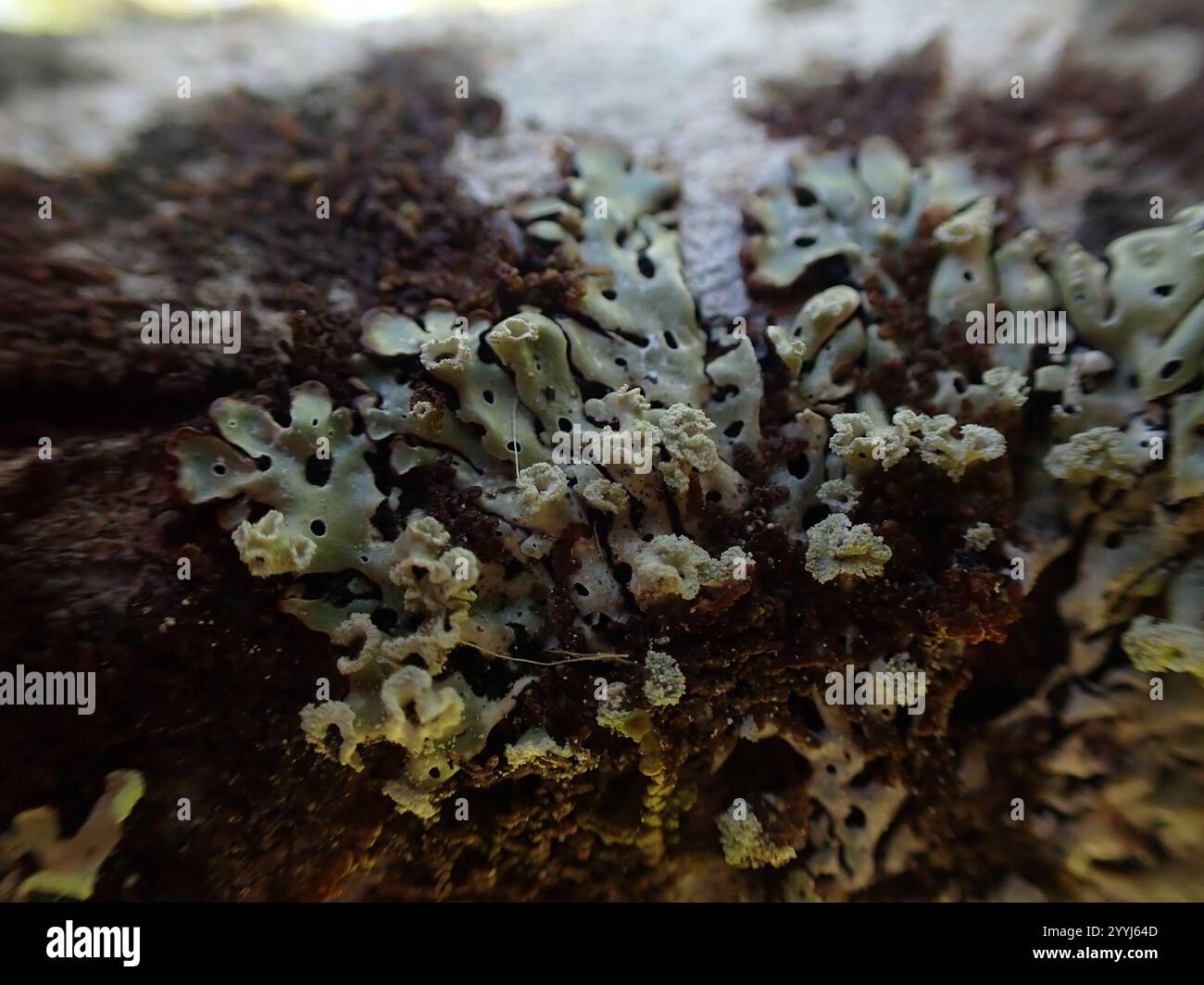 Tree Flute Lichen (Menegazzia subsimilis Stock Photo - Alamy