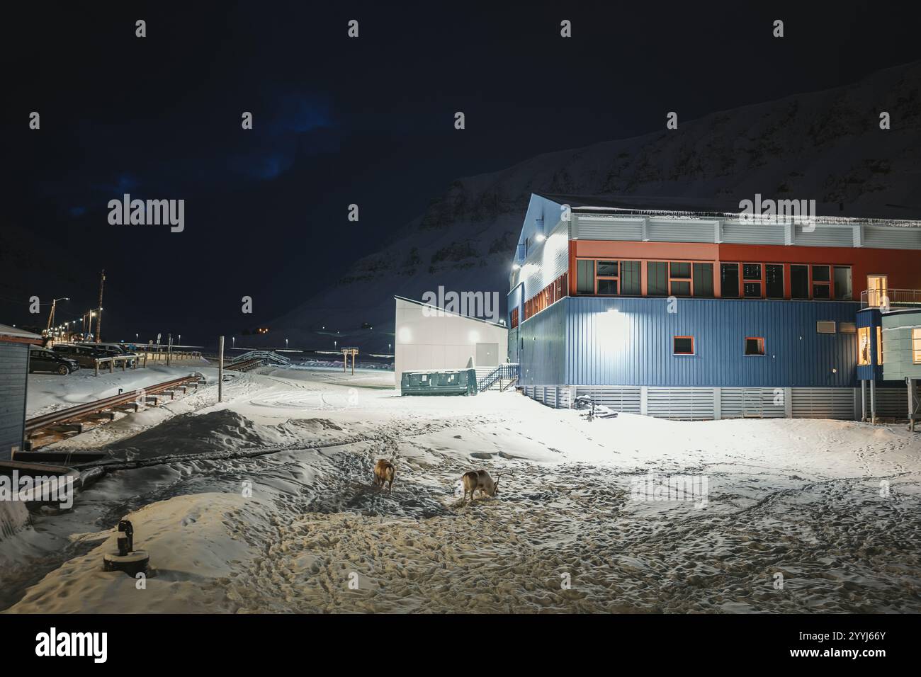 Reindeers in the polar night in Longyearbyen, Svalbard by building in ...