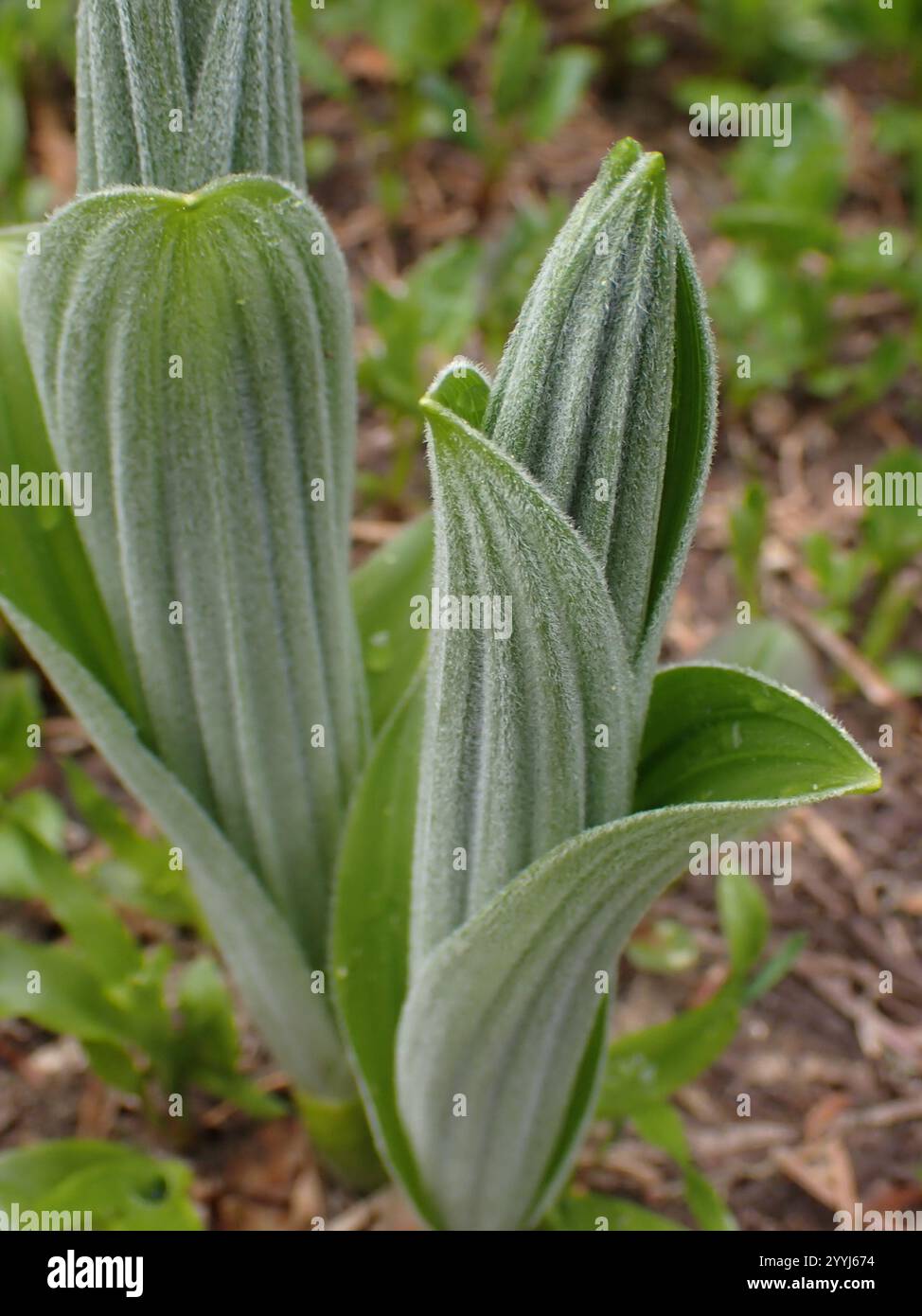 green false hellebore (Veratrum viride Stock Photo - Alamy