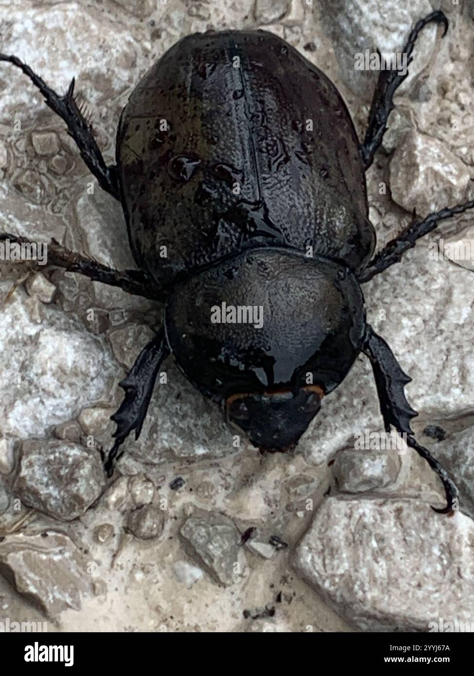 Eastern Hercules Beetle (Dynastes tityus Stock Photo - Alamy