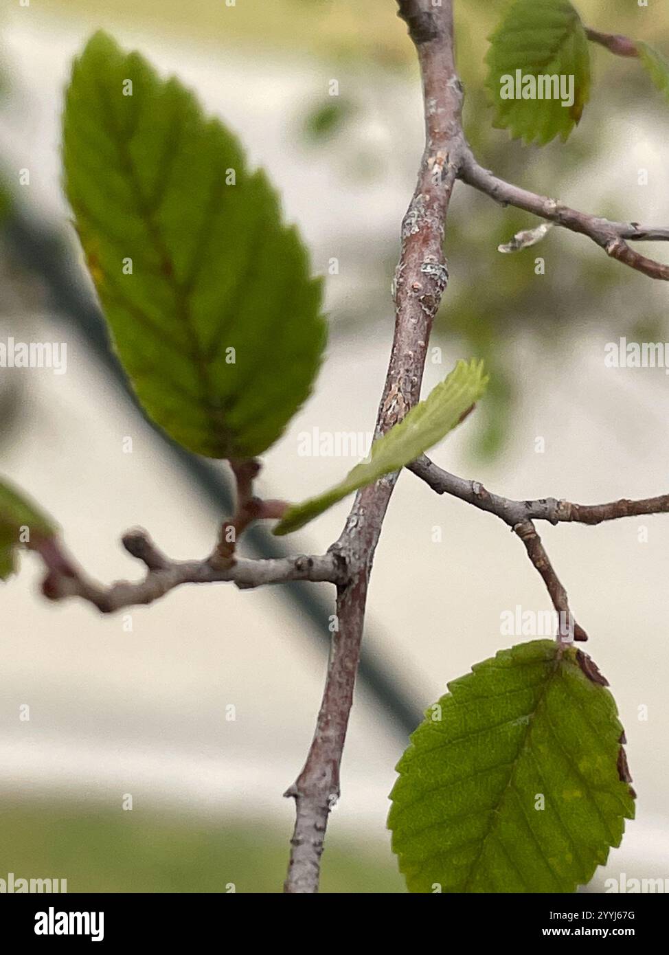Cedar Elm (Ulmus crassifolia Stock Photo - Alamy