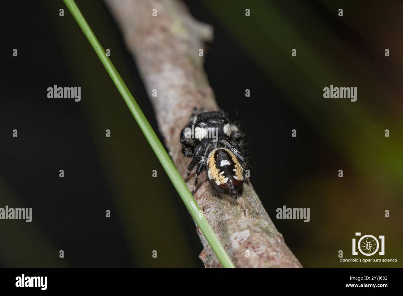 Workman's Jumping Spider (Phidippus workmani Stock Photo - Alamy