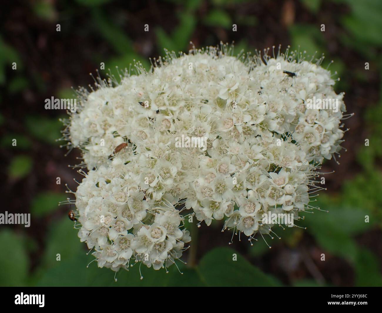 Shinyleaf Meadowsweet (Spiraea lucida Stock Photo - Alamy