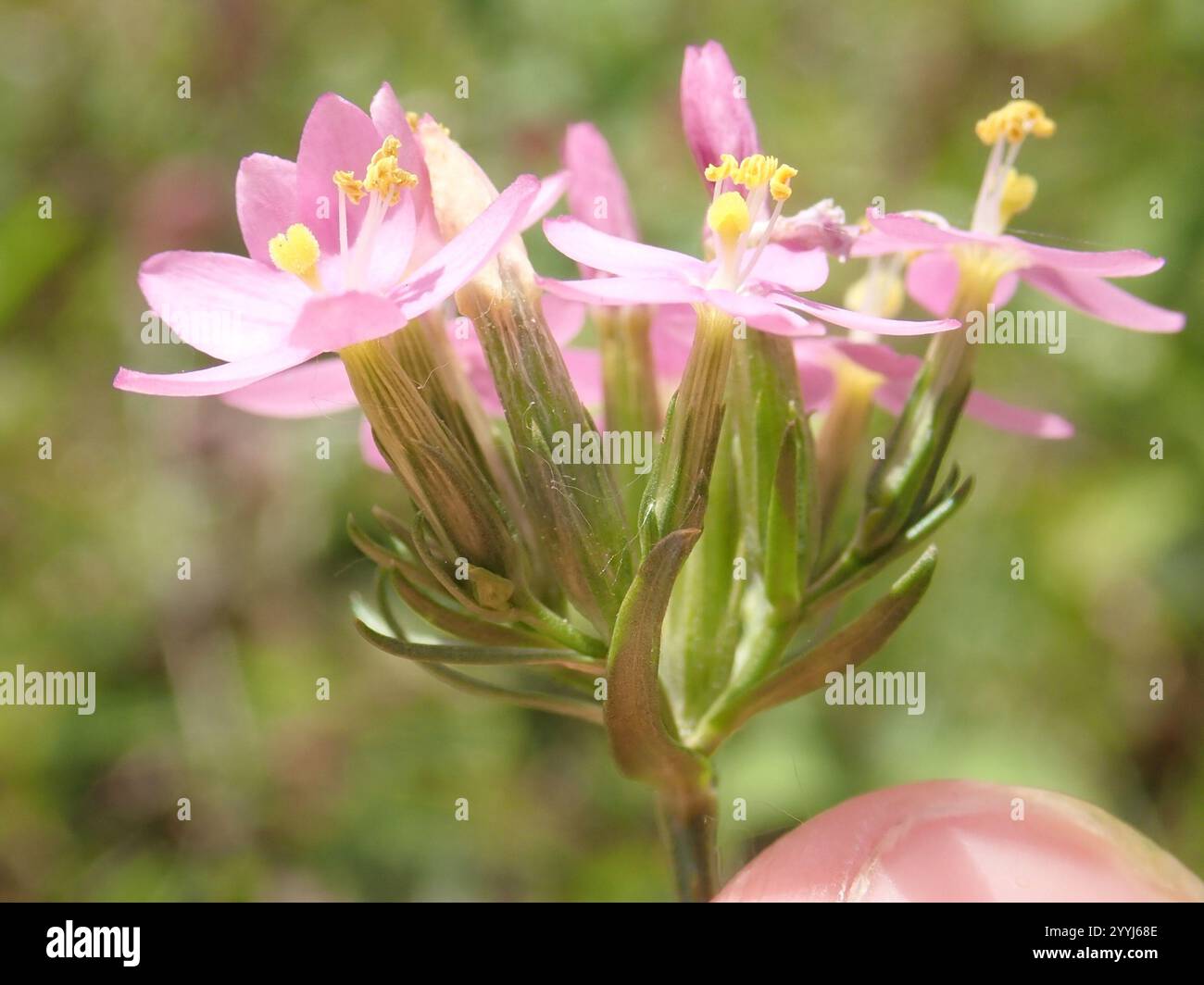 Lesser Centaury (Centaurium pulchellum Stock Photo - Alamy