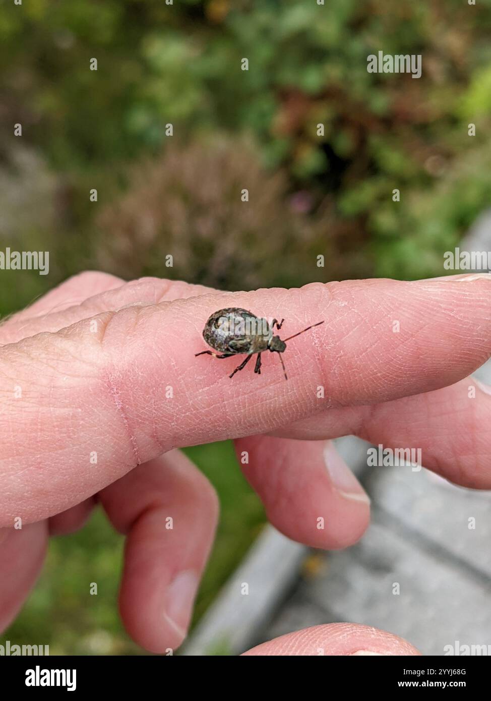 Spiny Shield Bug (Picromerus bidens Stock Photo - Alamy