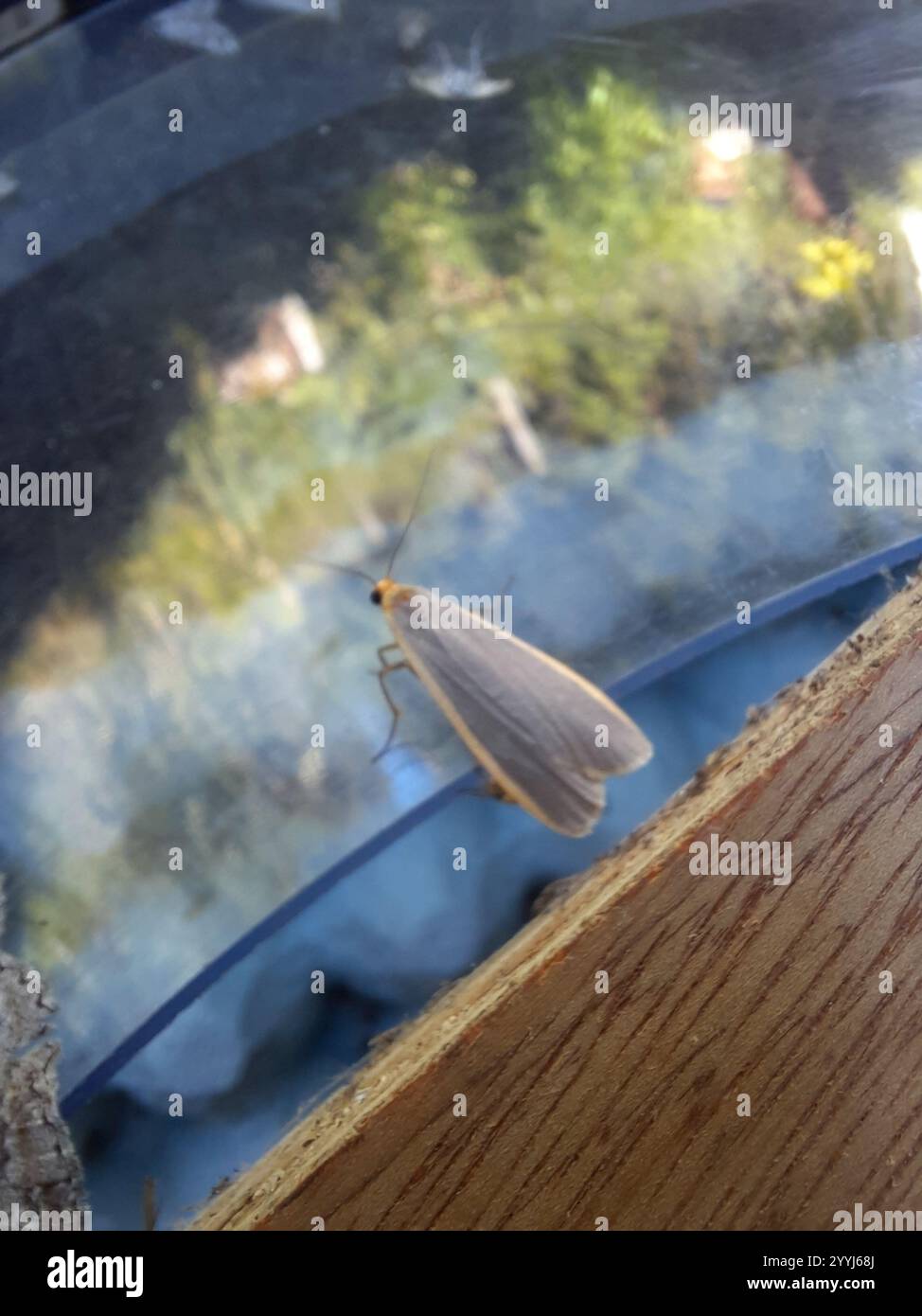 Common Footman (Eilema lurideola Stock Photo - Alamy