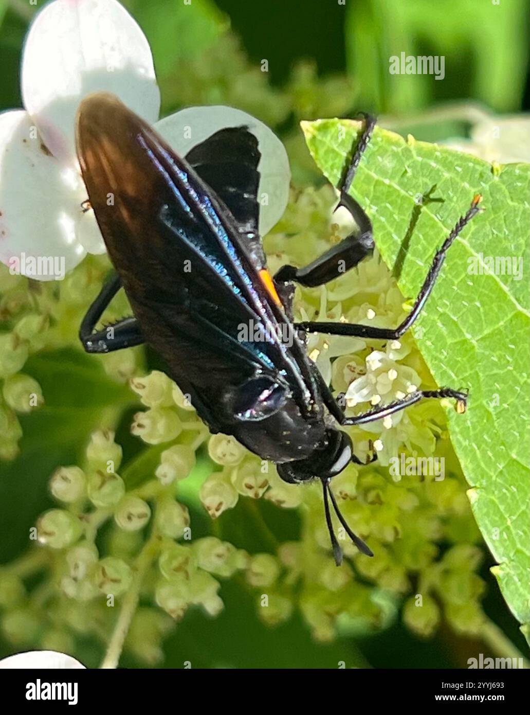 Clubbed Mydas Fly (Mydas clavatus Stock Photo - Alamy