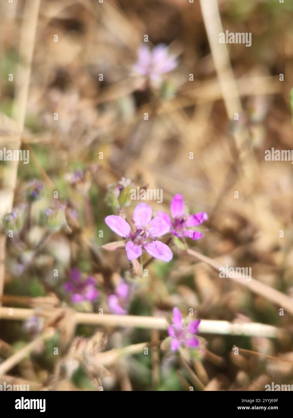 Redstem Stork's-bill (Erodium cicutarium Stock Photo - Alamy