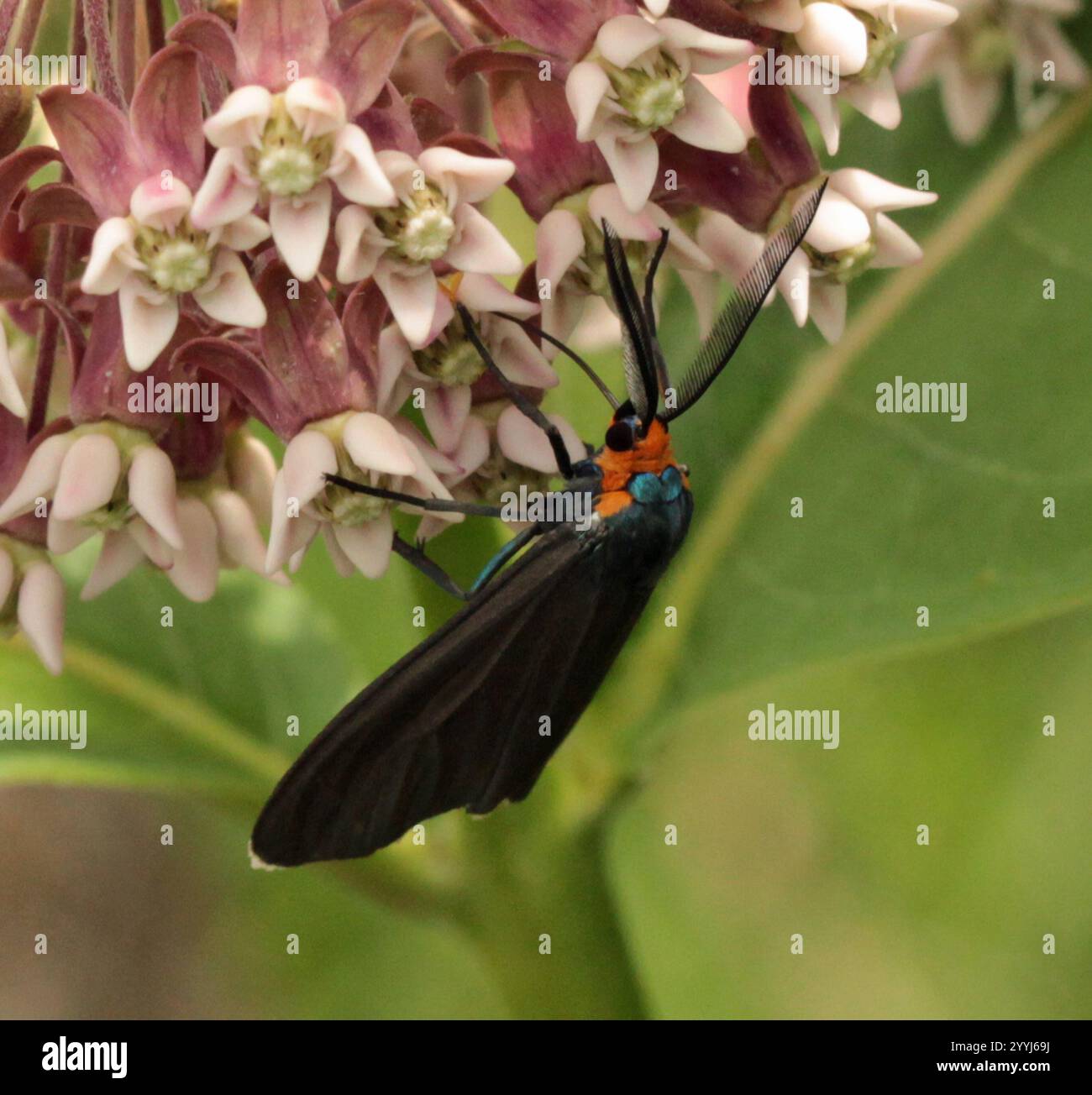Virginia Ctenucha Moth (Ctenucha virginica Stock Photo - Alamy