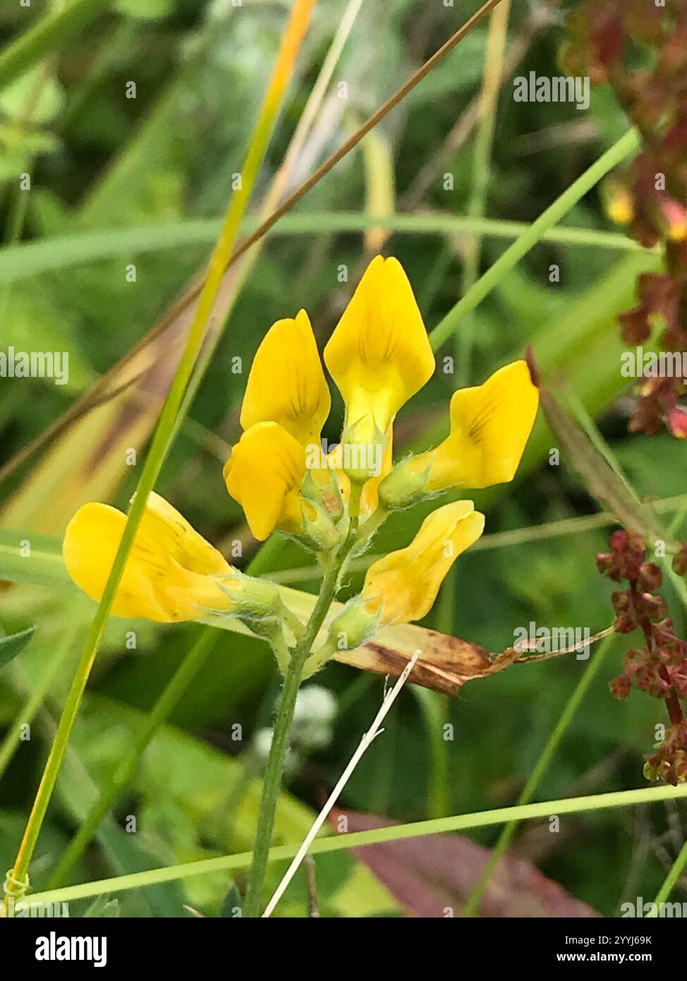 meadow pea (Lathyrus pratensis Stock Photo - Alamy
