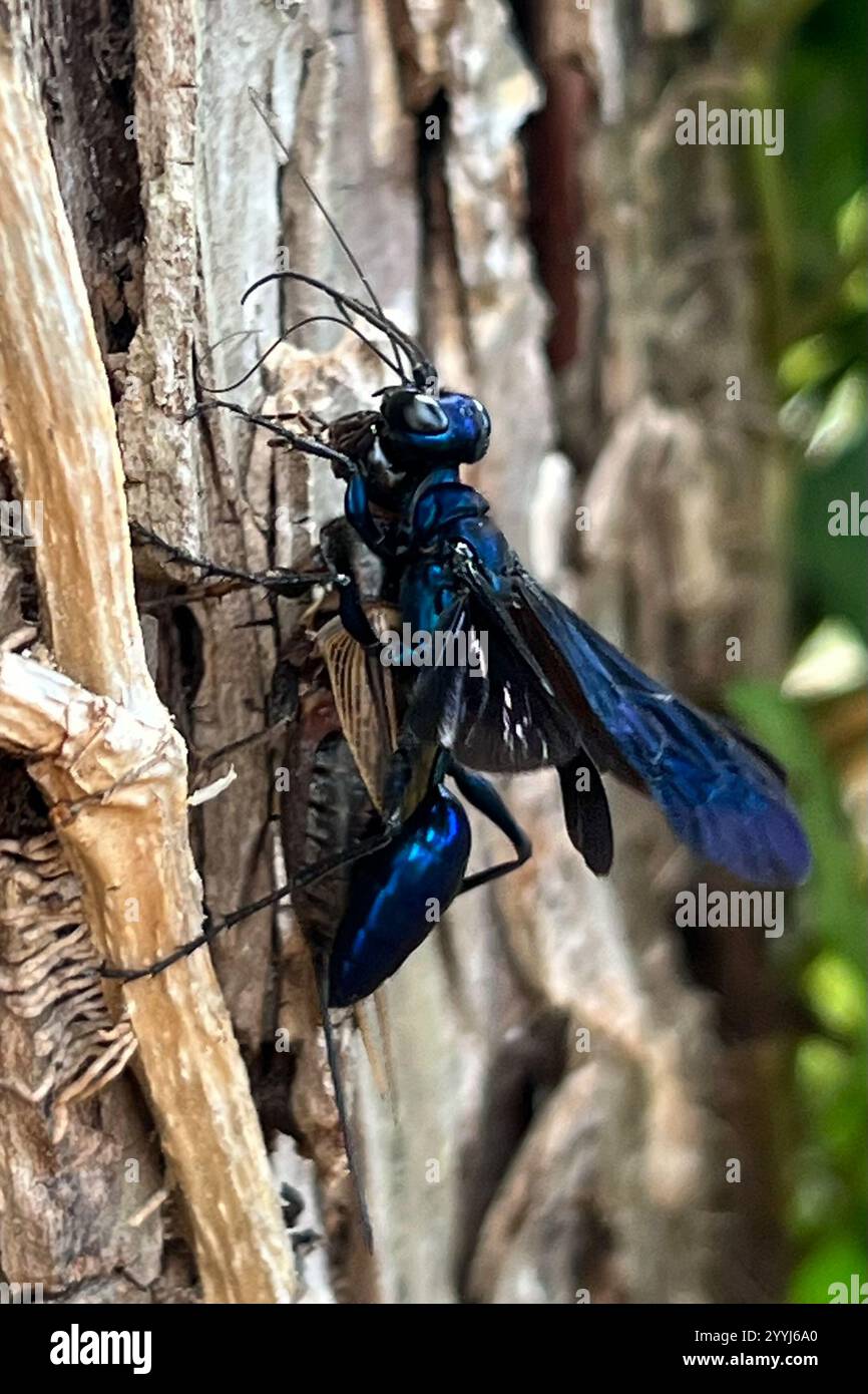 Steel-blue Cricket-hunter Wasp (Chlorion aerarium Stock Photo - Alamy