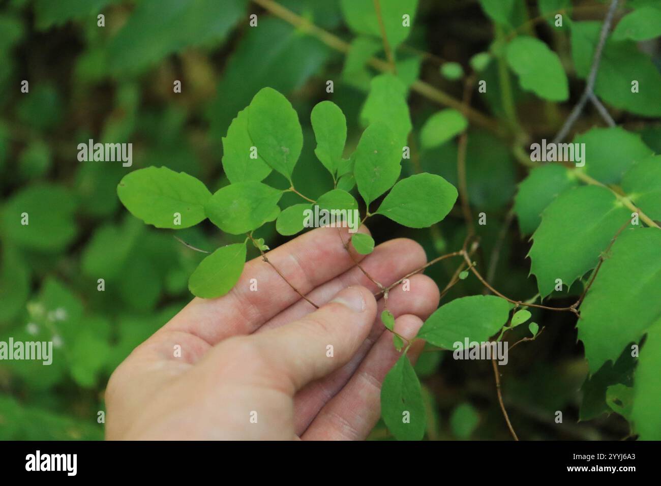 creeping snowberry (Symphoricarpos mollis Stock Photo - Alamy