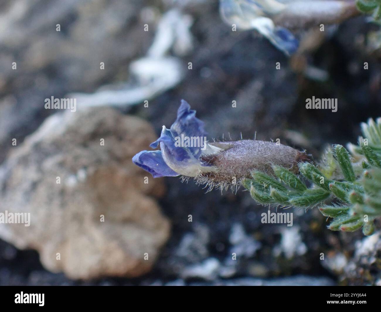 Gray's Point-vetch (Oxytropis podocarpa Stock Photo - Alamy