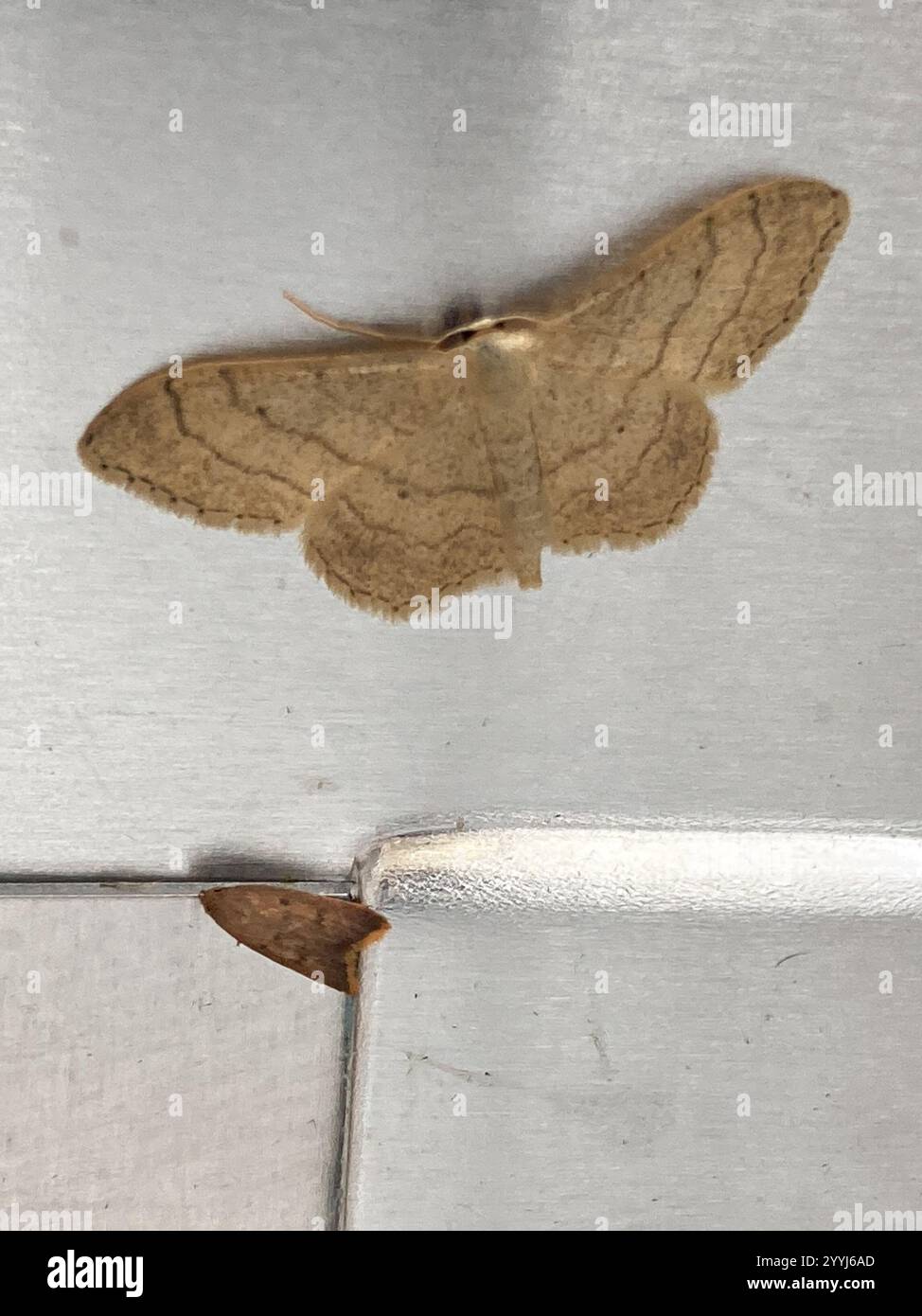 Riband Wave (Idaea aversata Stock Photo - Alamy