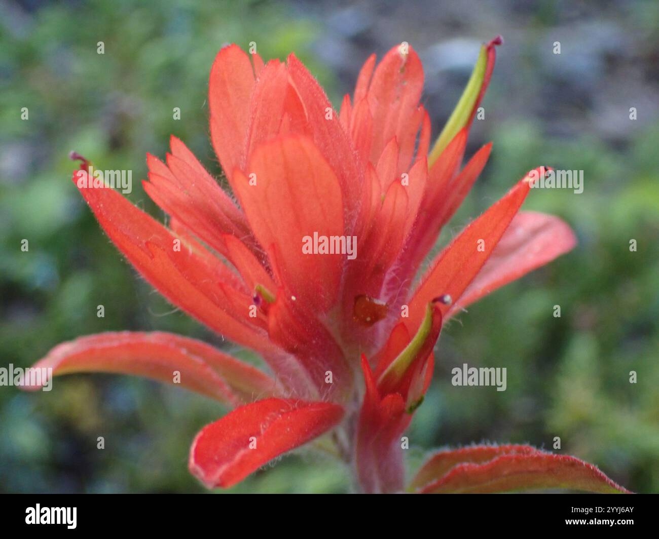 giant red Indian paintbrush (Castilleja miniata Stock Photo - Alamy