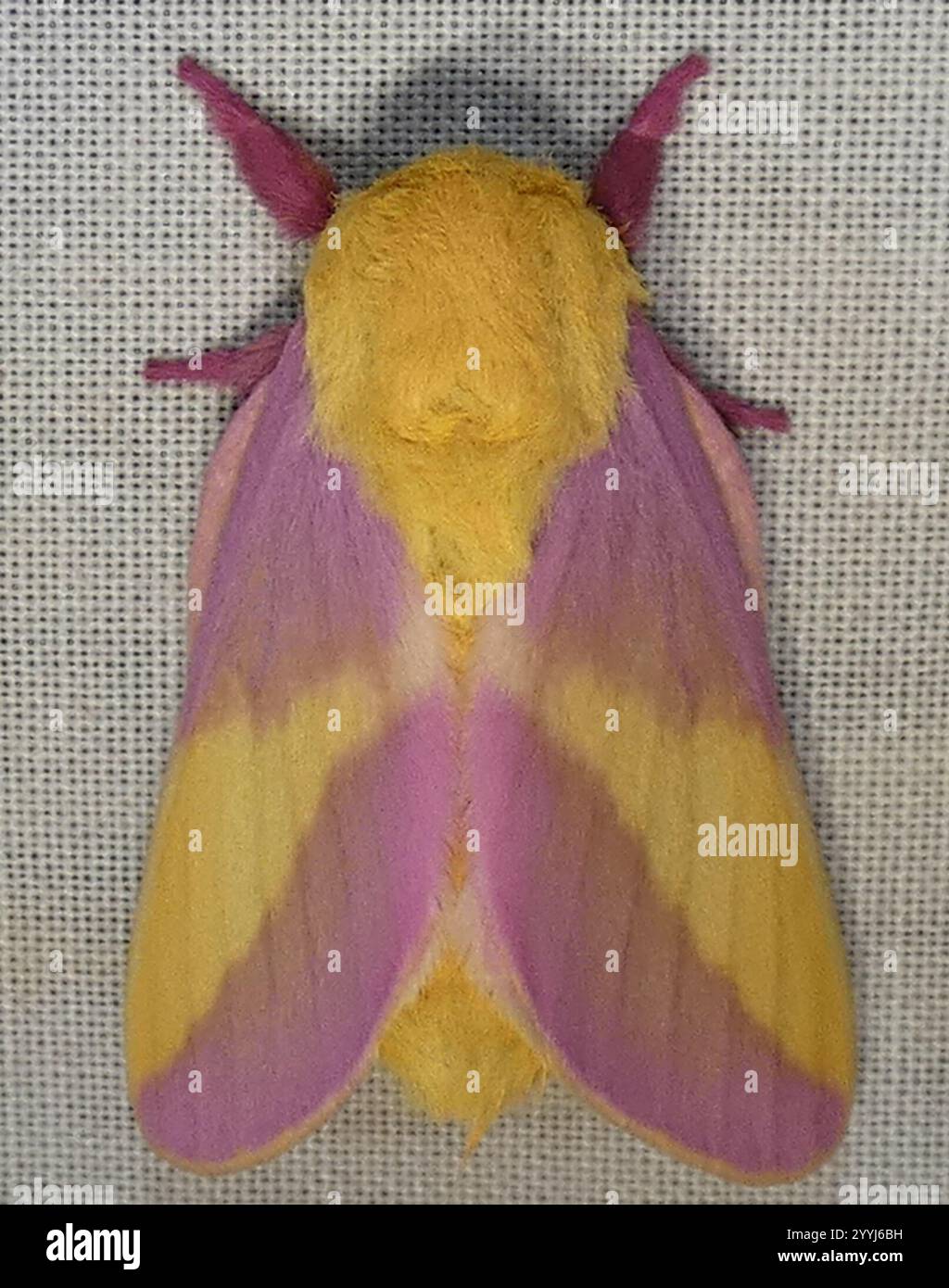 Rosy Maple Moth (Dryocampa rubicunda Stock Photo - Alamy