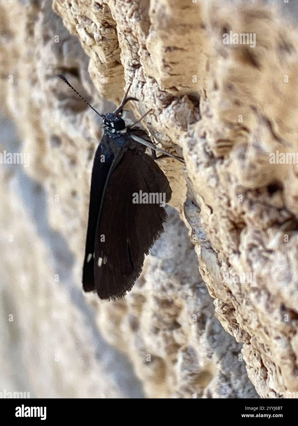 Common Sootywing (Pholisora catullus Stock Photo - Alamy