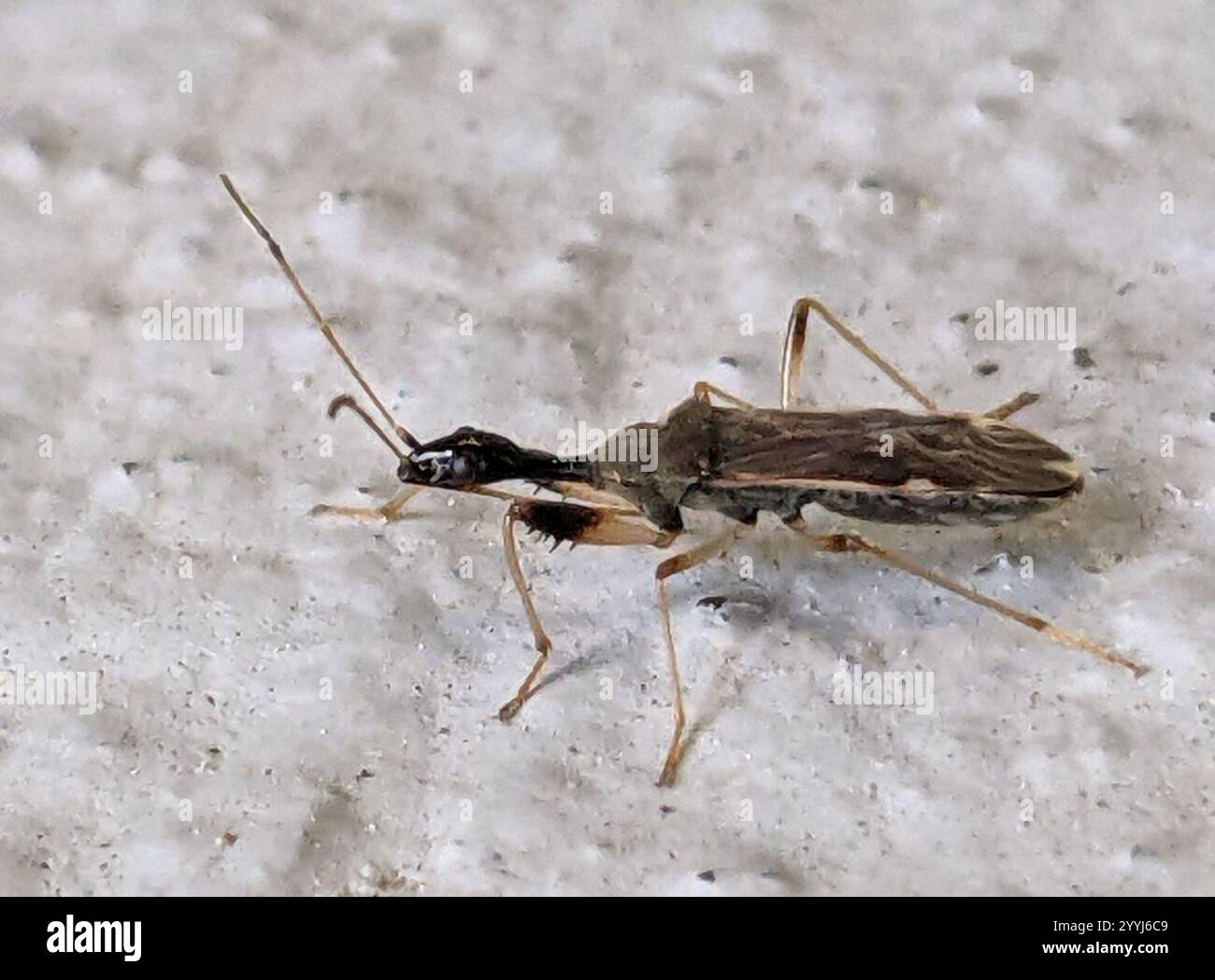 Long-necked Seed Bug (Myodocha serripes Stock Photo - Alamy