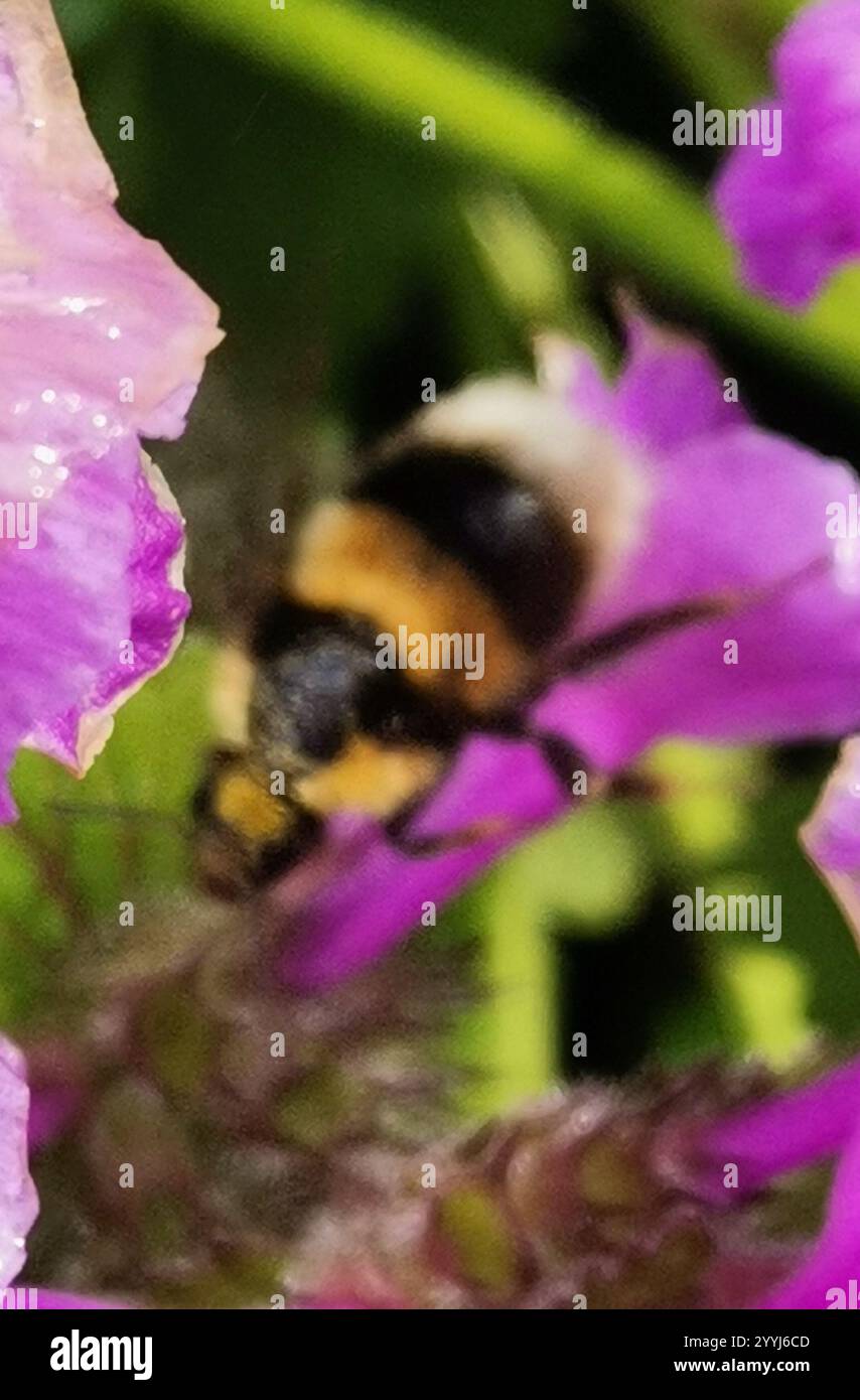 Garden Bumble Bee (Bombus hortorum Stock Photo - Alamy