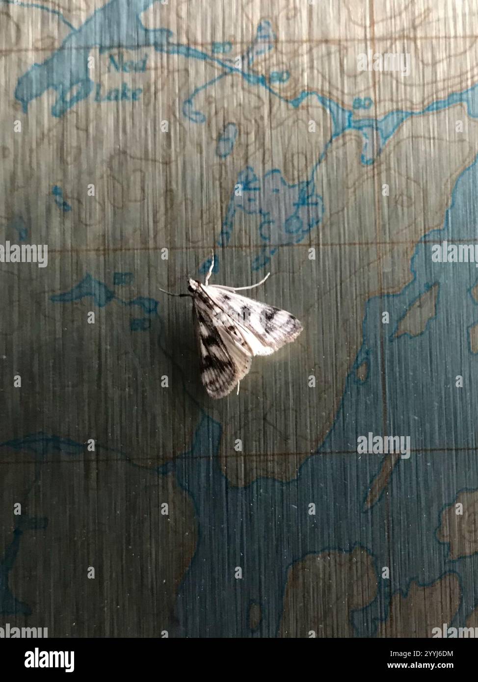 Polymorphic Pondweed Moth (Parapoynx maculalis Stock Photo - Alamy