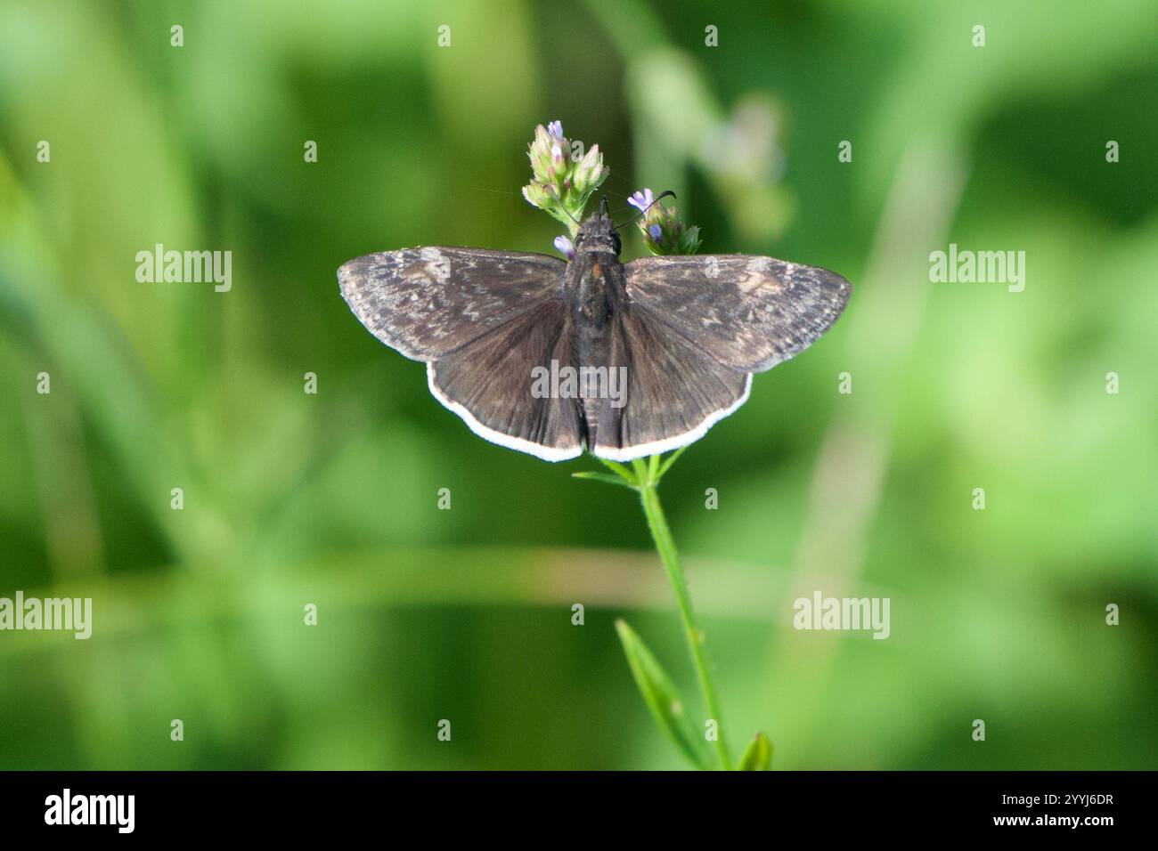 Funereal Duskywing (Erynnis funeralis Stock Photo - Alamy