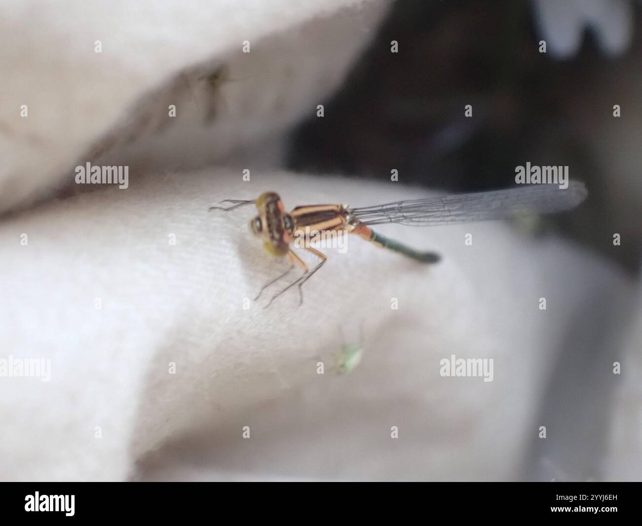 Western Forktail (Ischnura perparva Stock Photo - Alamy