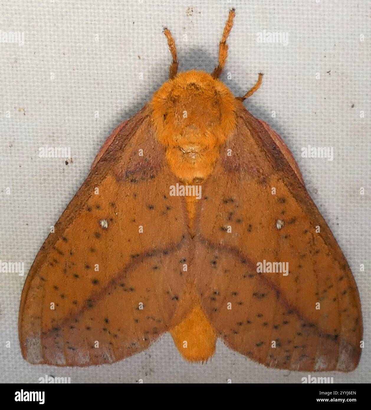 Spiny Oakworm Moth (Anisota stigma Stock Photo - Alamy