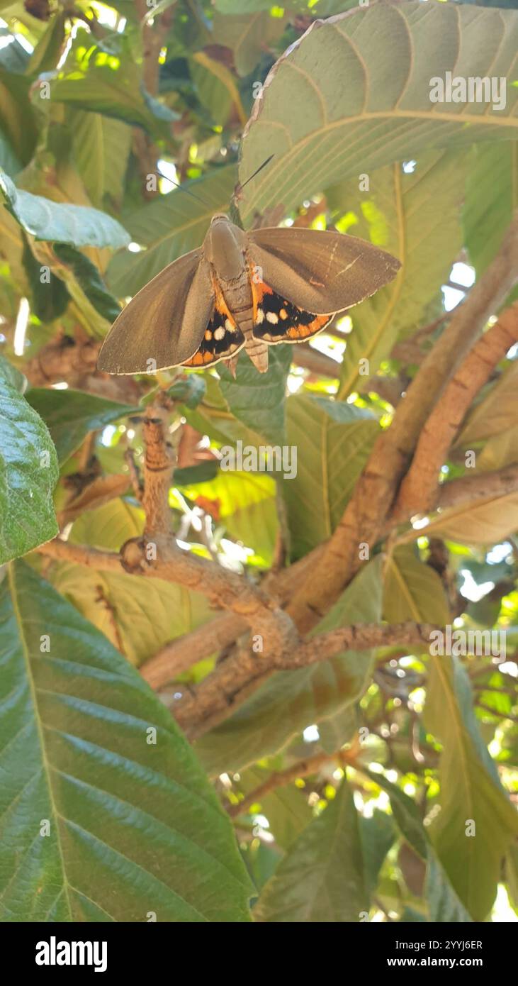 Palm Moth (Paysandisia archon Stock Photo - Alamy