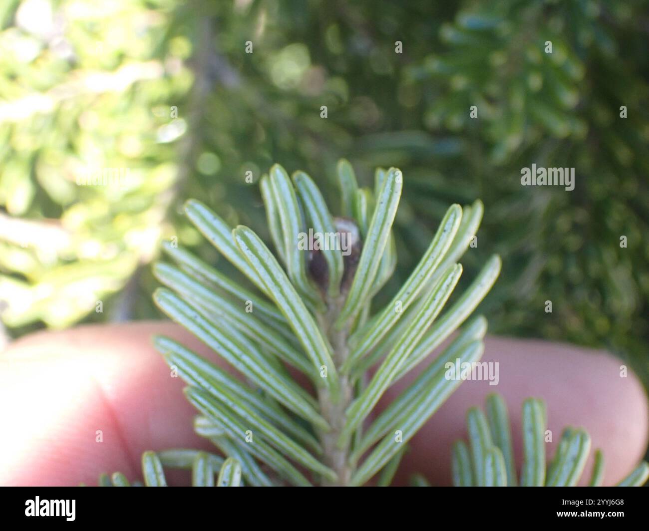 subalpine fir (Abies lasiocarpa Stock Photo - Alamy