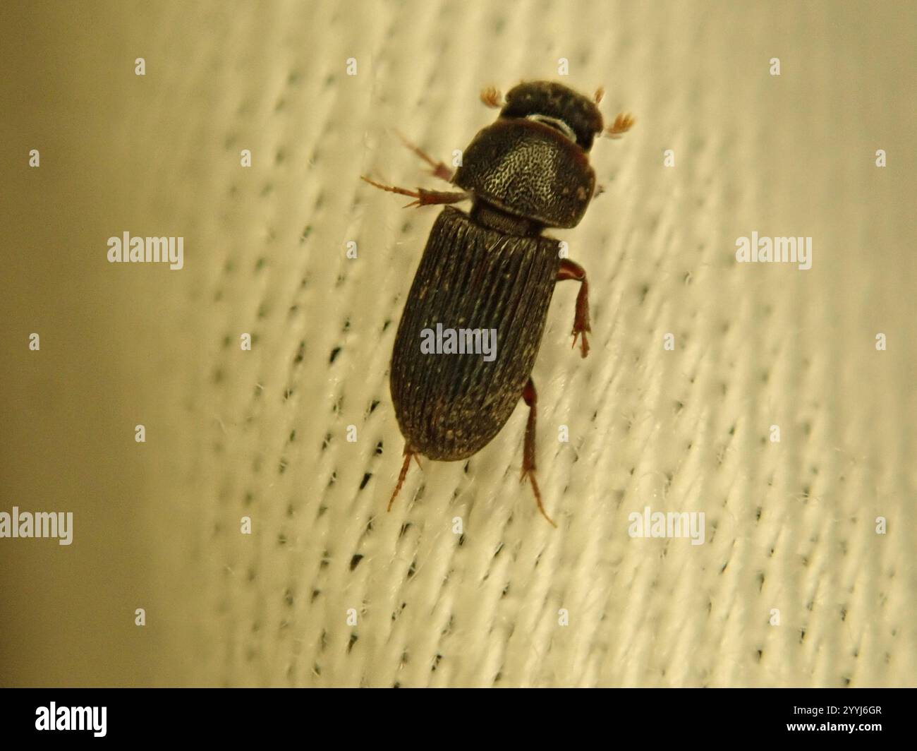 Slender Small Dung Beetle (Ataenius gracilis Stock Photo - Alamy