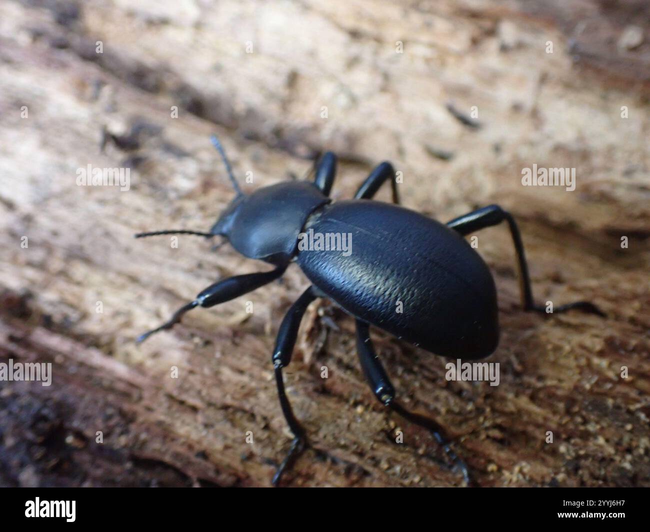 California Broad-necked Darkling Beetle (Coelocnemis dilaticollis Stock ...