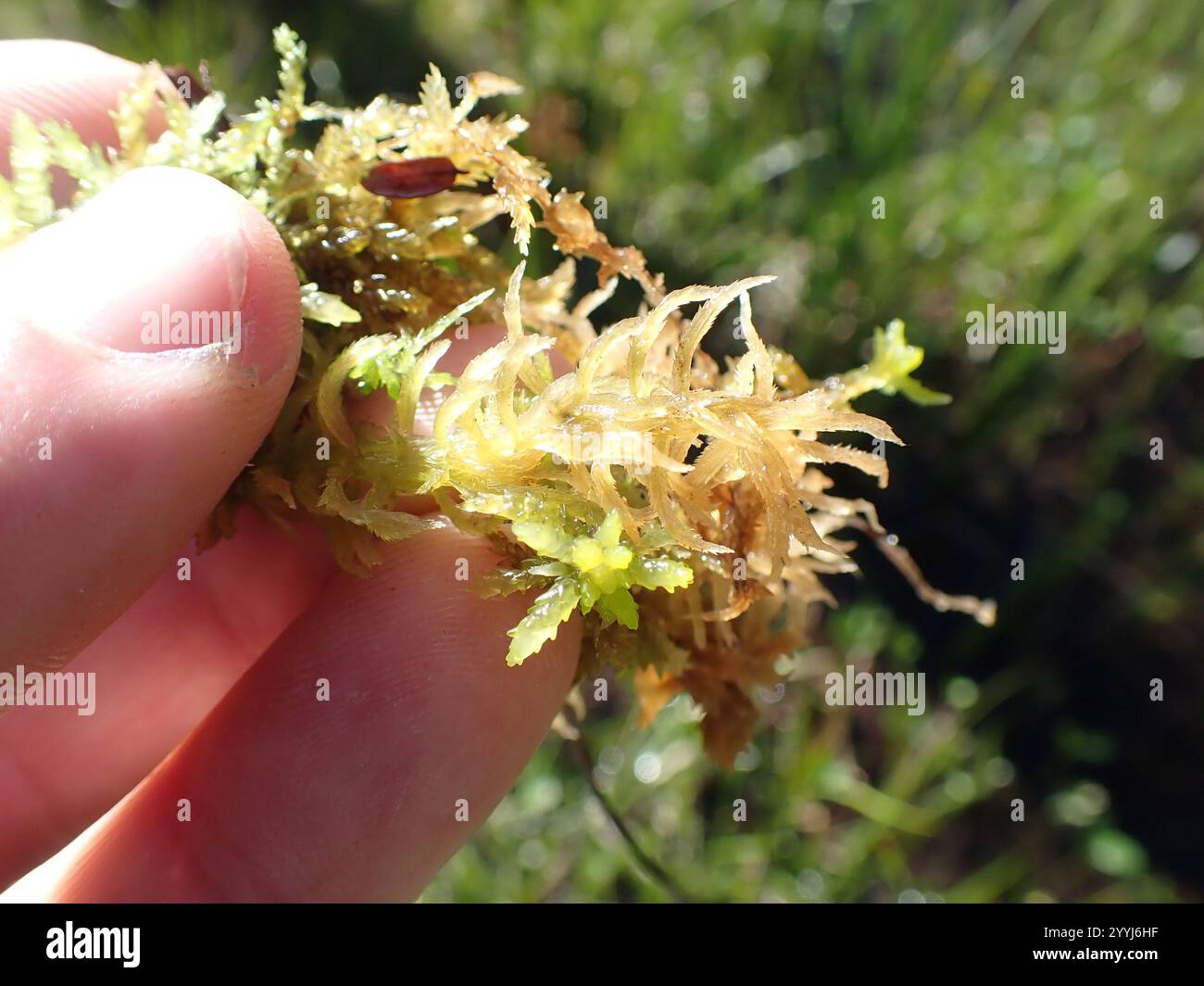 Papillose Peatmoss (Sphagnum papillosum Stock Photo - Alamy