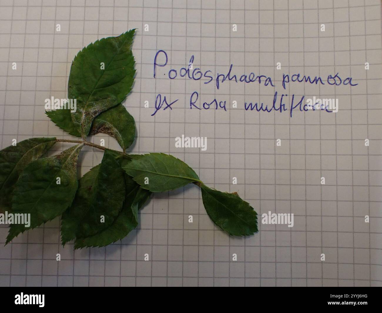 Rose Powdery Mildew (Podosphaera pannosa Stock Photo - Alamy