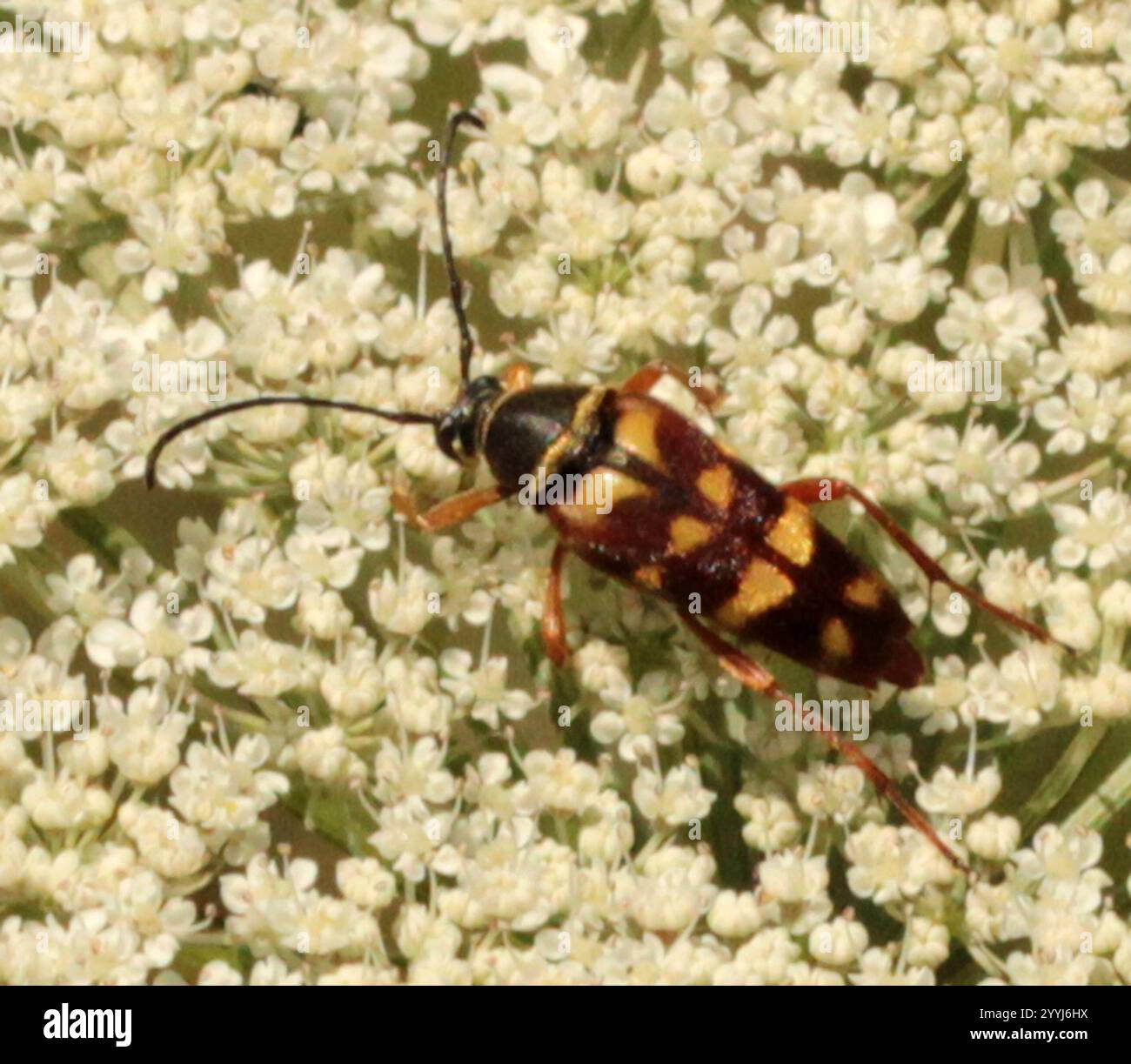 Banded Longhorn Beetle (Typocerus velutinus Stock Photo - Alamy