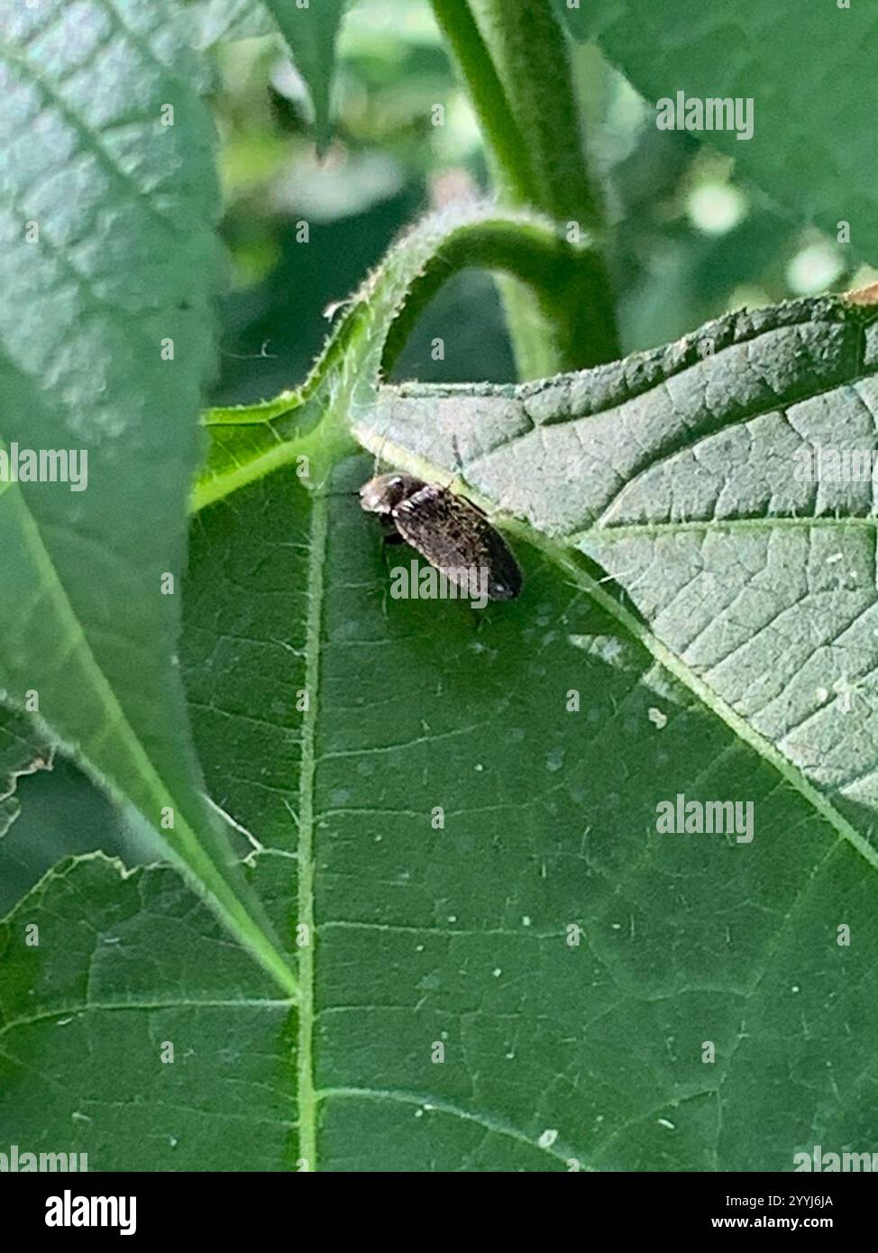 Click Beetles (Elateridae Stock Photo - Alamy