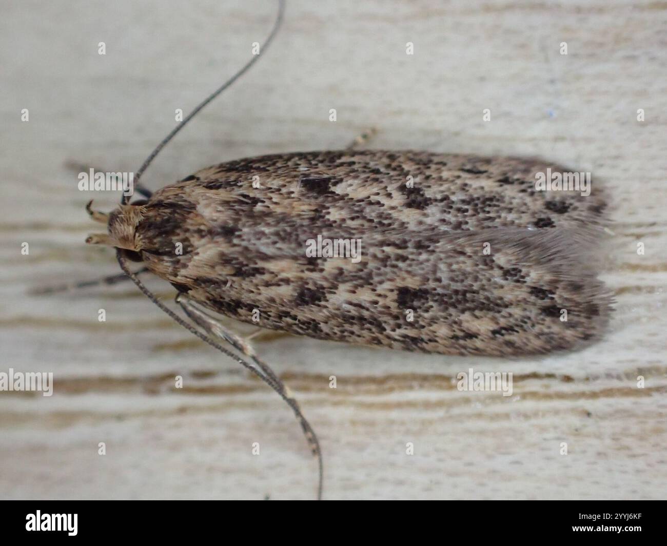 Brown House Moth (Hofmannophila pseudospretella Stock Photo - Alamy