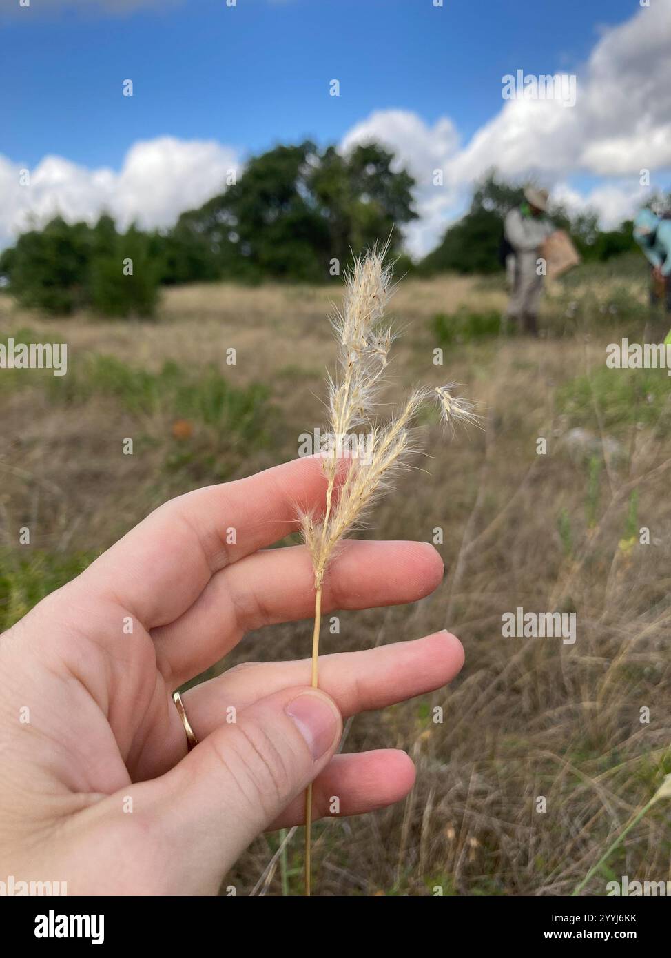 silver bluestem (Bothriochloa torreyana Stock Photo - Alamy