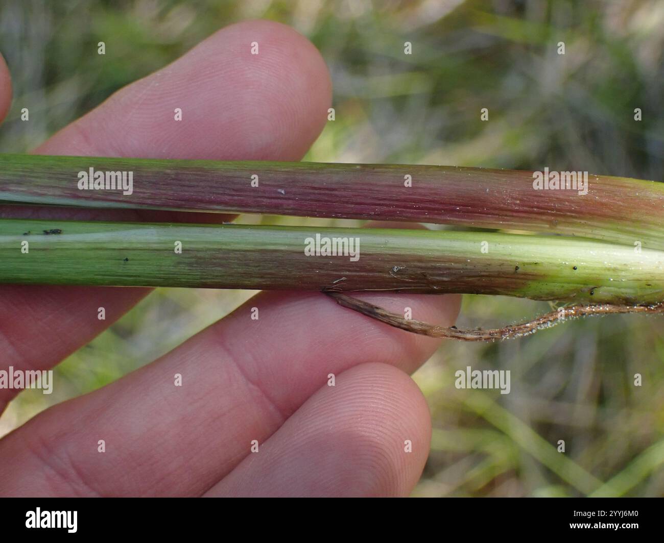 common arrowgrass (Triglochin maritima Stock Photo - Alamy