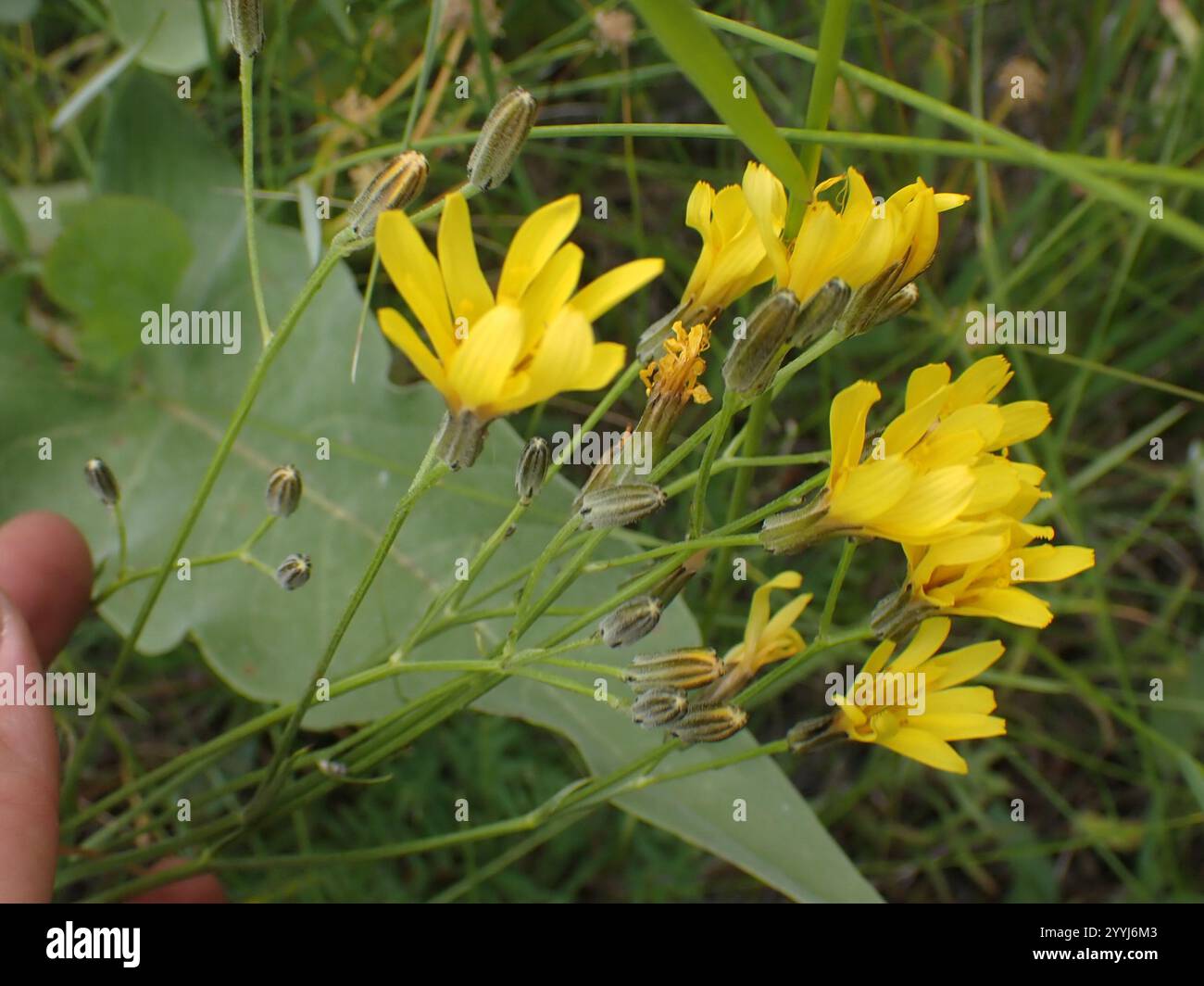 narrow-leaved hawksbeard (Crepis tectorum Stock Photo - Alamy