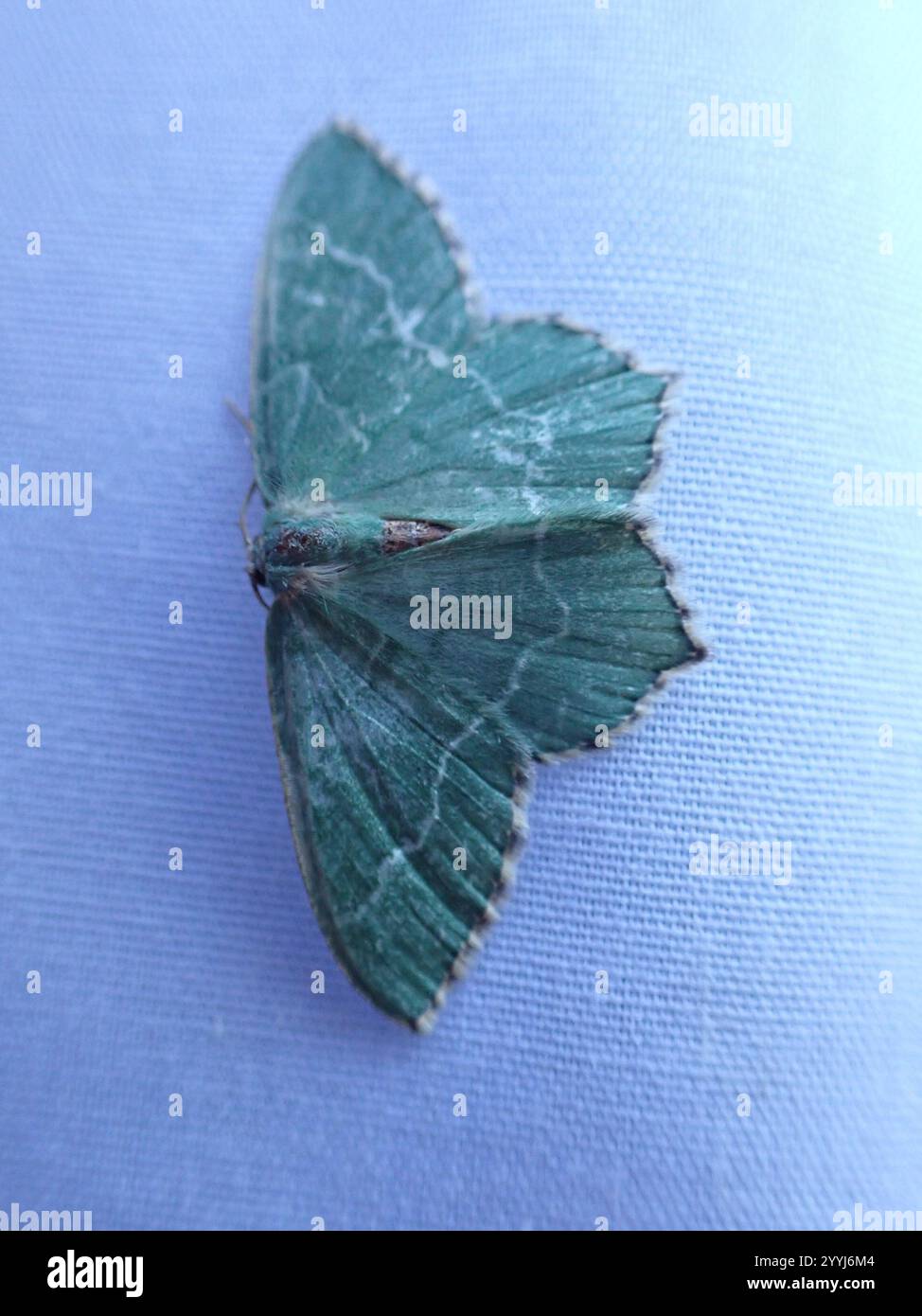 Common Emerald (Hemithea aestivaria Stock Photo - Alamy