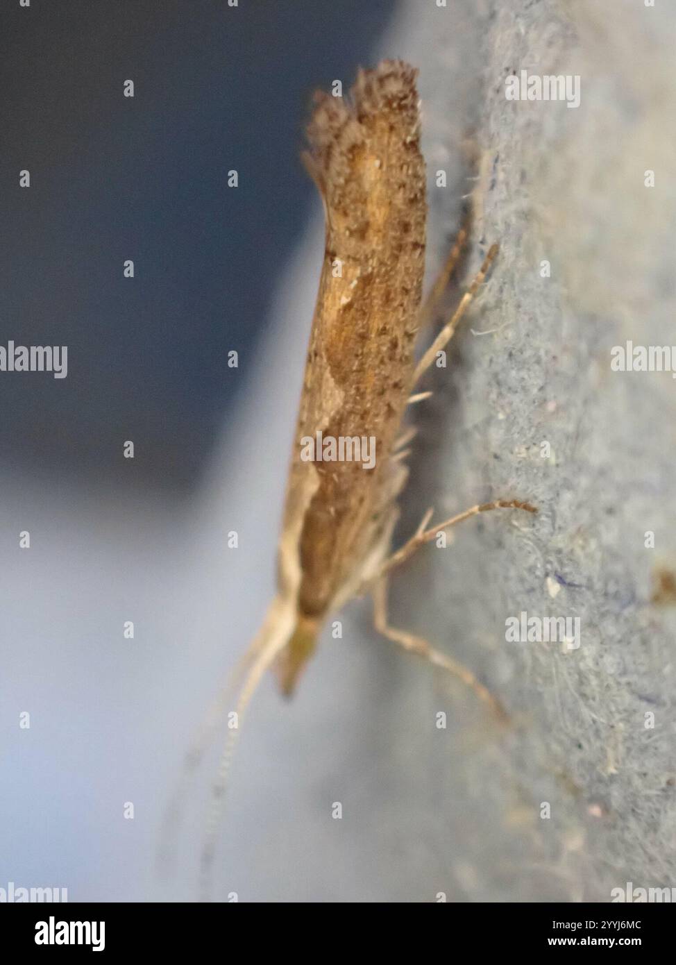 Diamondback Moth (Plutella xylostella Stock Photo - Alamy