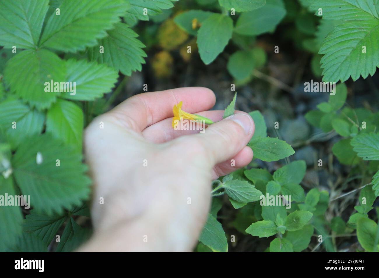 musk monkeyflower (Erythranthe moschata Stock Photo - Alamy