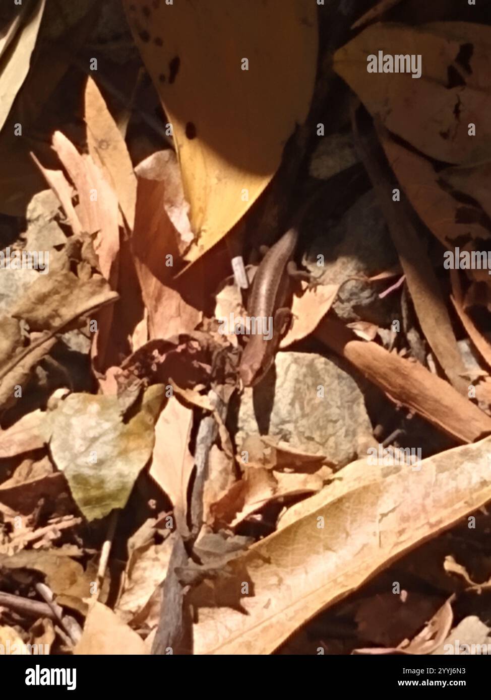 Rainbow Skinks (Carlia Stock Photo - Alamy